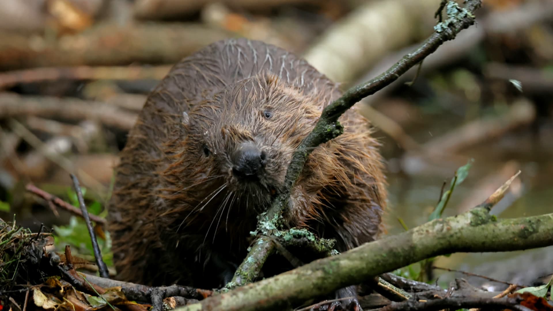 Le castor fait son retour dans la métropole européenne de Lille