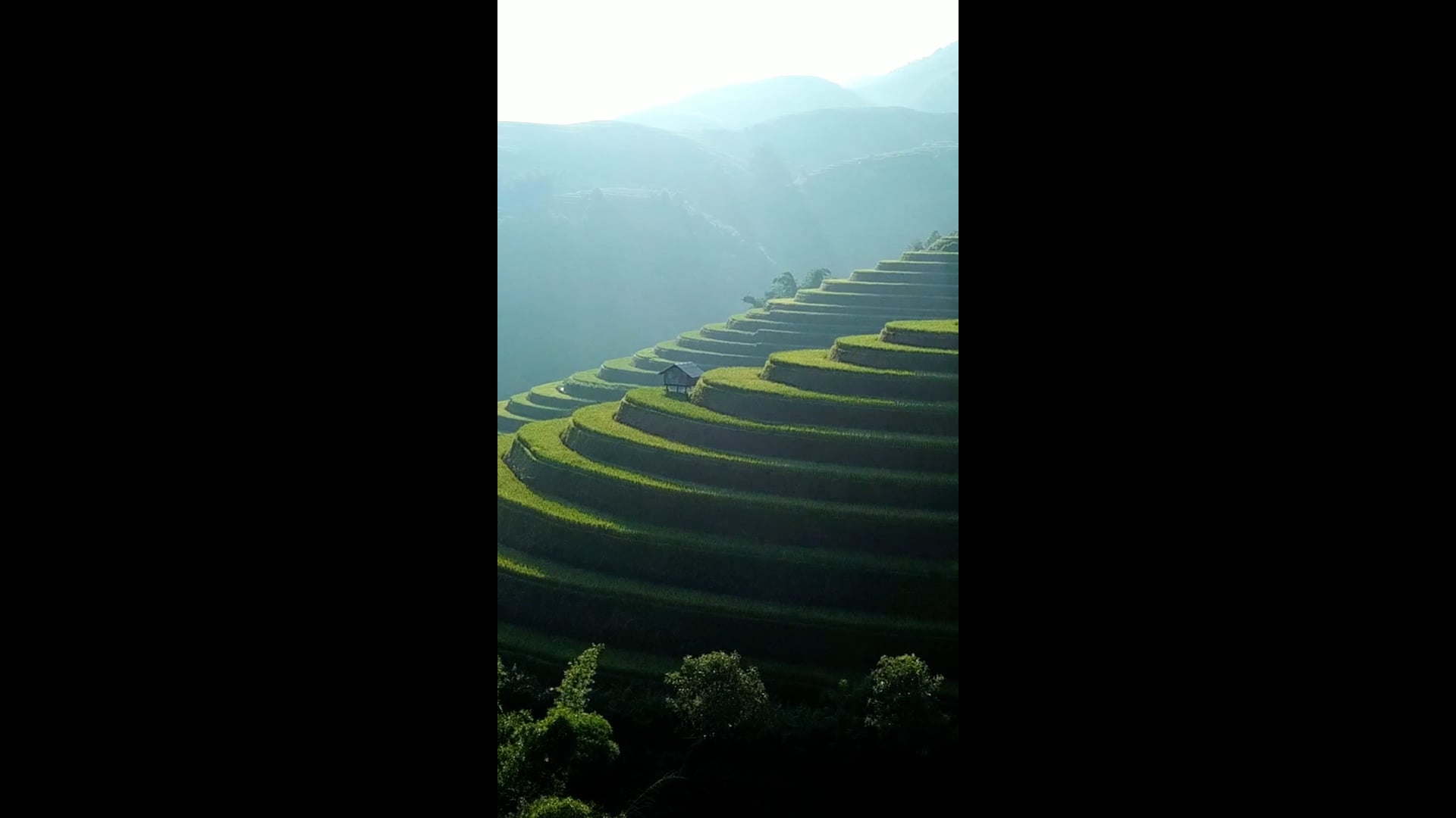 Scenic Drone Views of Southeast Asian Rice Fields.