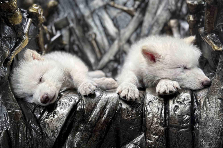 Dire Wolves Brought Back from Extinction Have More Than Doubled in Size ...