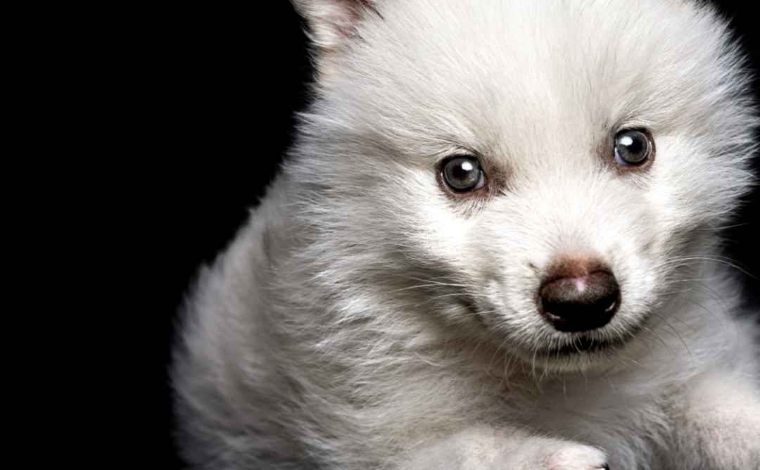 Scientists cry foul on Colossal's "de-extincted Dire Wolf" claim