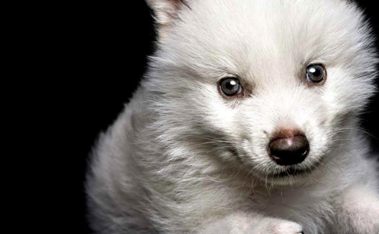 Genetics startup re-creates "dire wolf" using ancient DNA