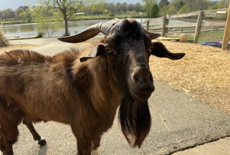 After eluding capture in North Carolina for weeks, now-caught goat ...
