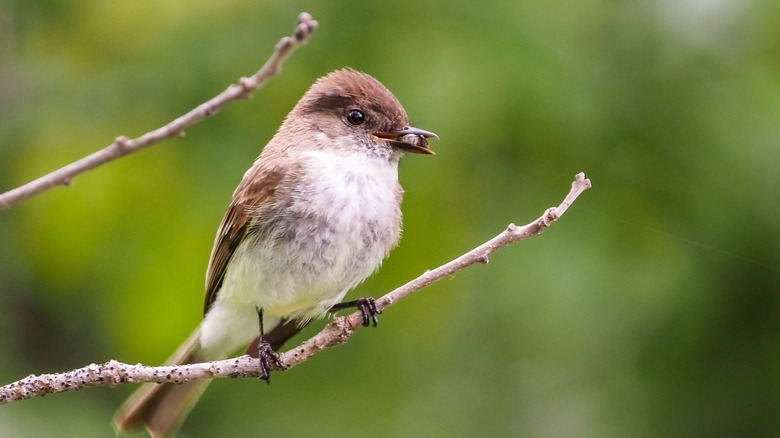 The Insect-Eating Bird You'll Want To Attract To Your Garden