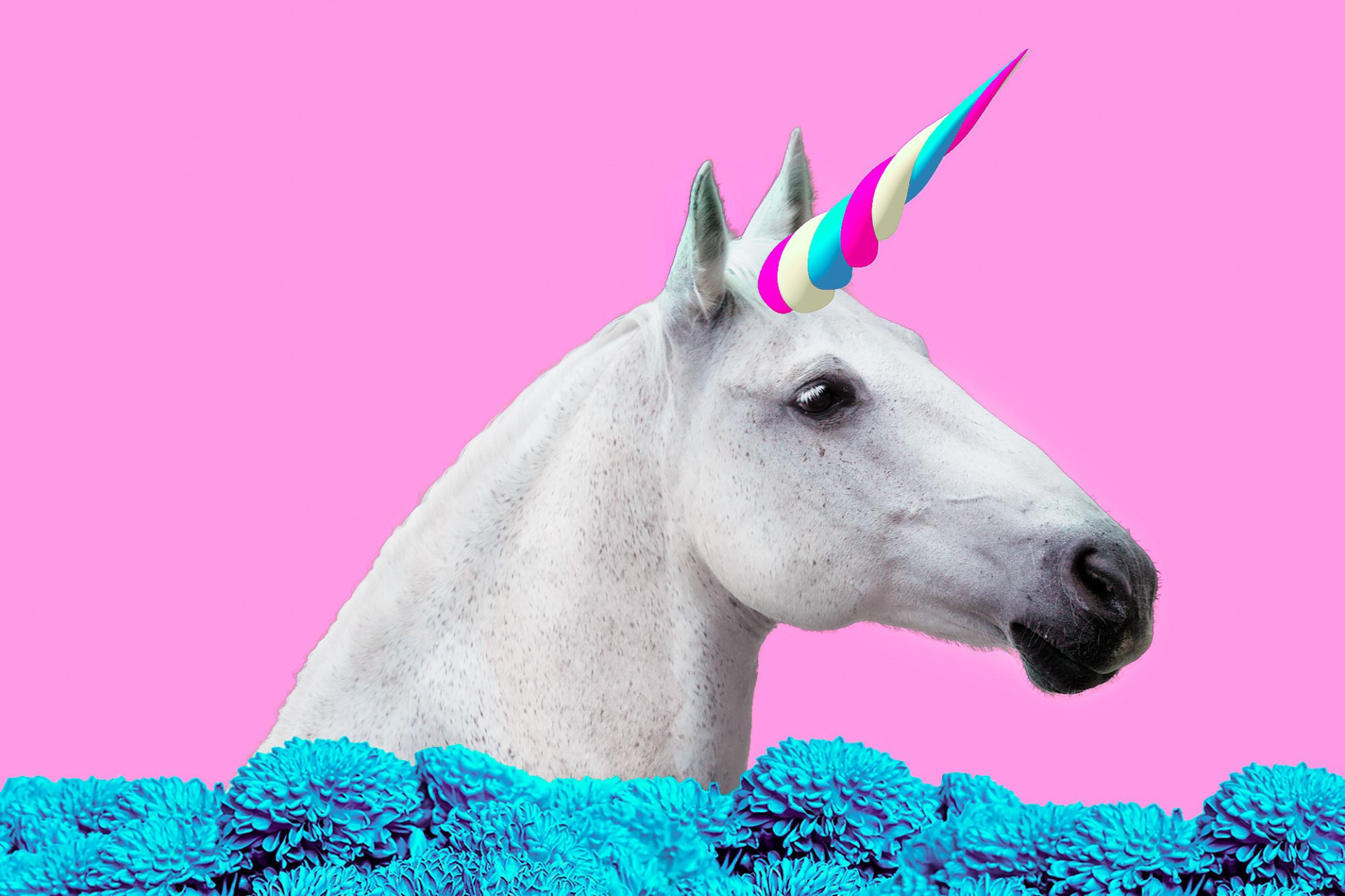 Where do unicorns come from?