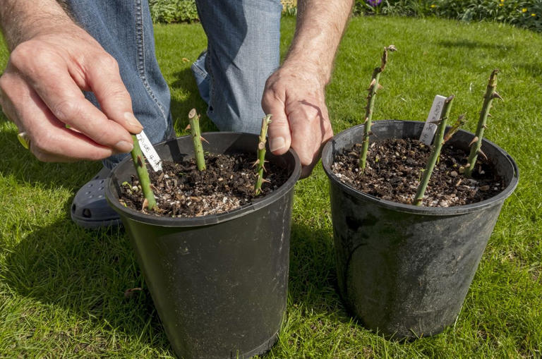 How to Grow Roses from Cuttings in 10 Easy Steps