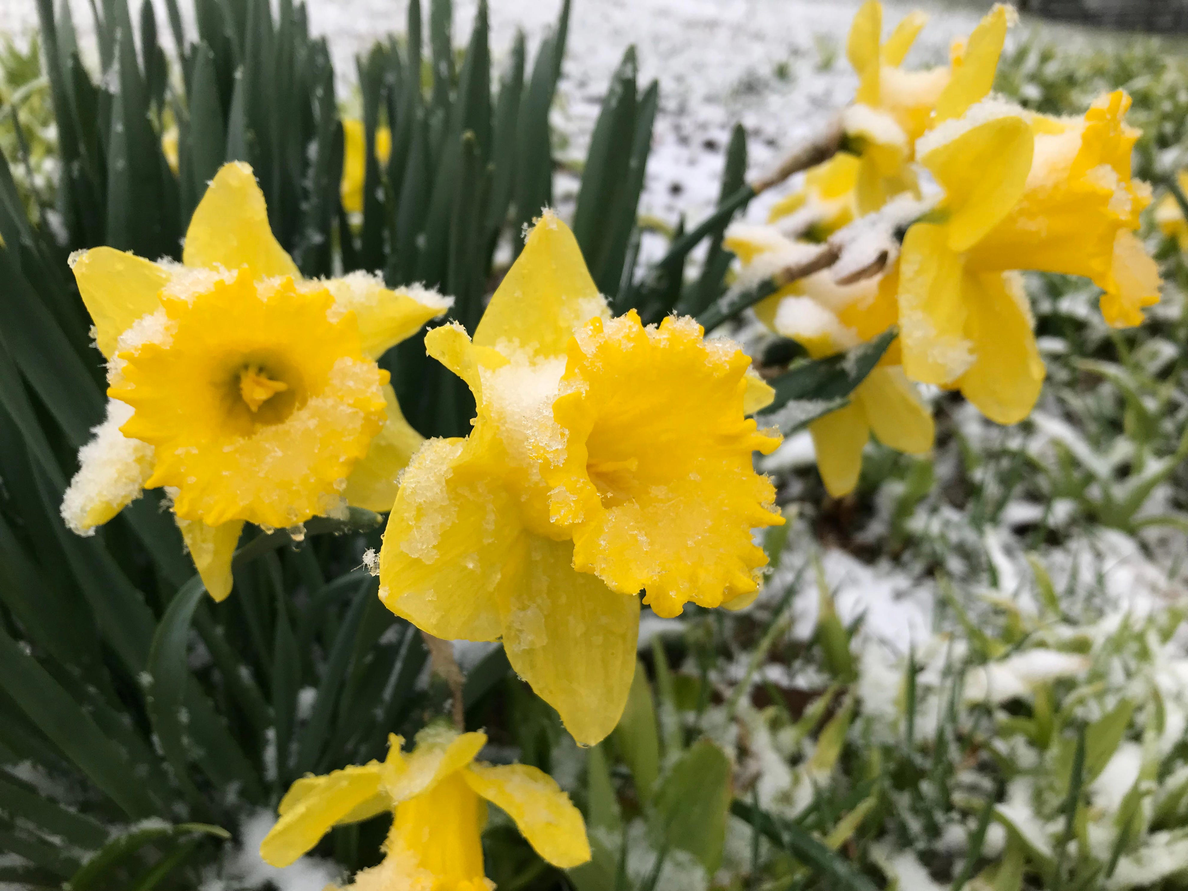 More snow and 'unusually cold temperatures' forecast this week across ...