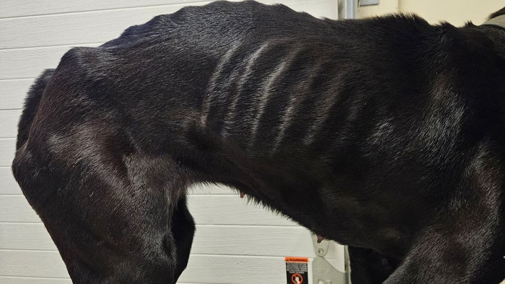 A happy ending for Moonshine: severely emaciated dog finds new life ...