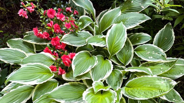 15 Flower And Plant Combinations To Create A Dynamic Container Garden