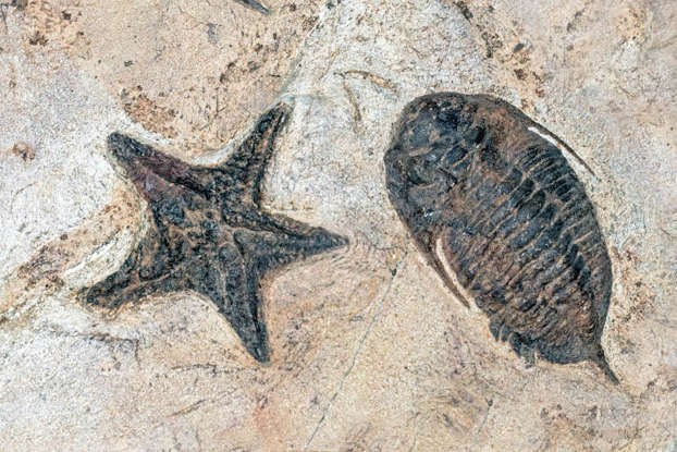 Scientists Uncover Evidence of a Prehistoric Ocean in Arizona Scientists Uncover Evidence of a Prehistoric Ocean in Arizona