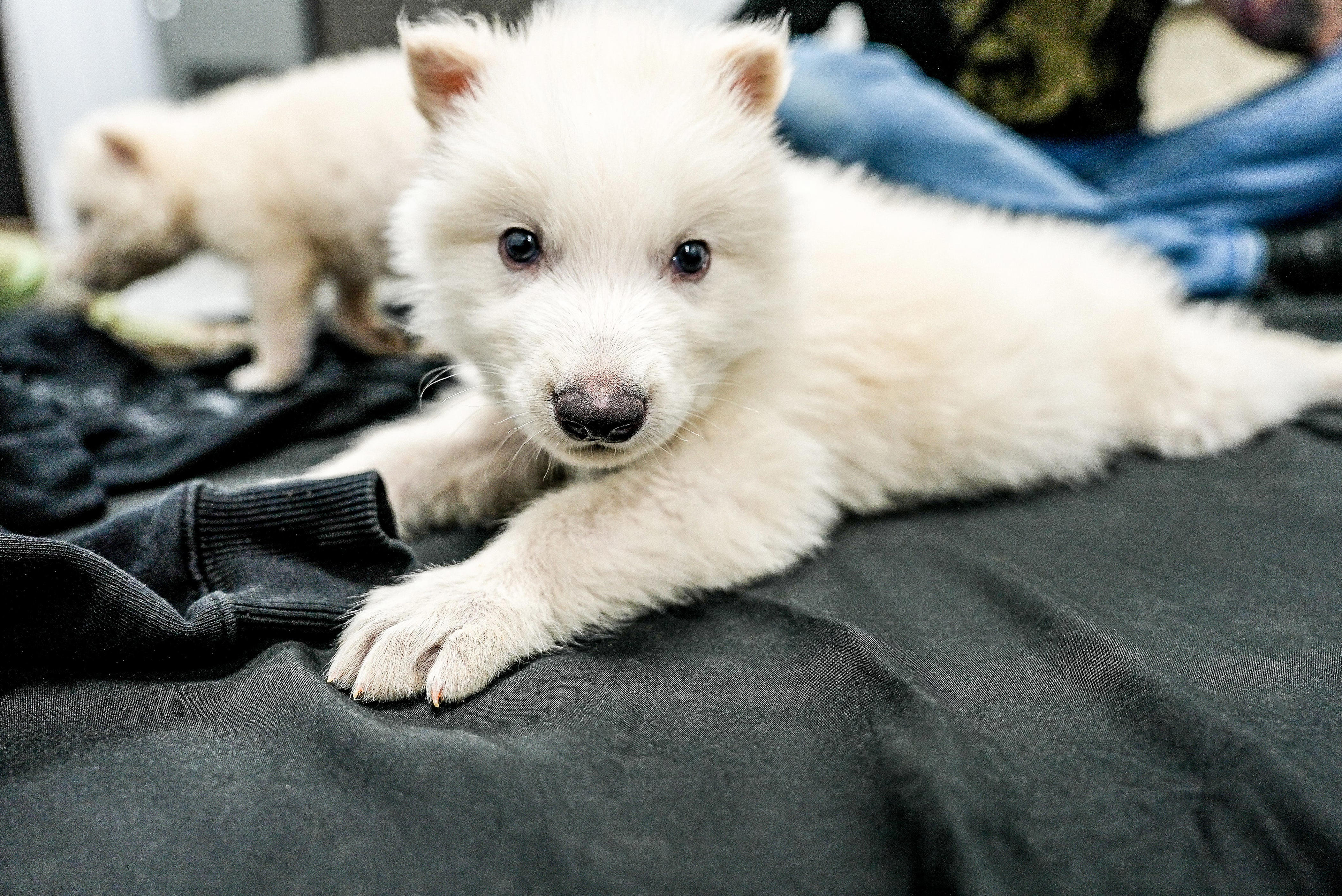 Did you know that the dire wolf, recently genetically recreated, once ...