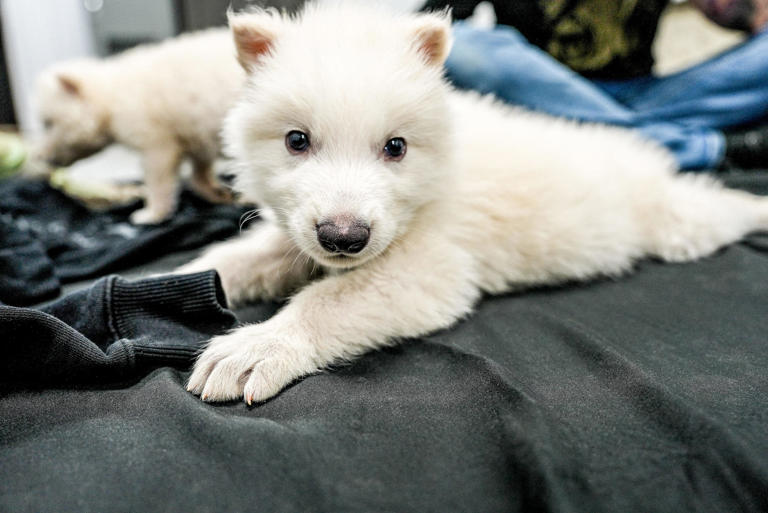 Did you know that the dire wolf, recently genetically recreated, once ...