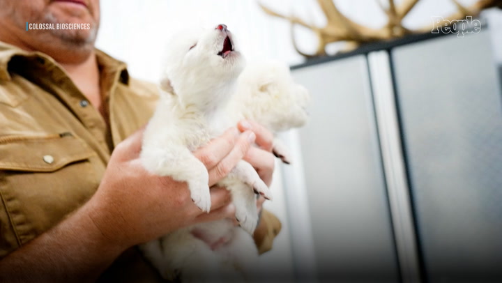 Dire Wolves Return from Extinction: How Ancient DNA Is Bringing the ...