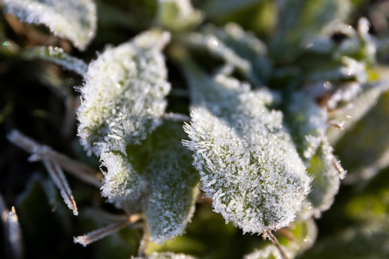 Freezing temps tonight may affect your spring gardening. Tips for ...