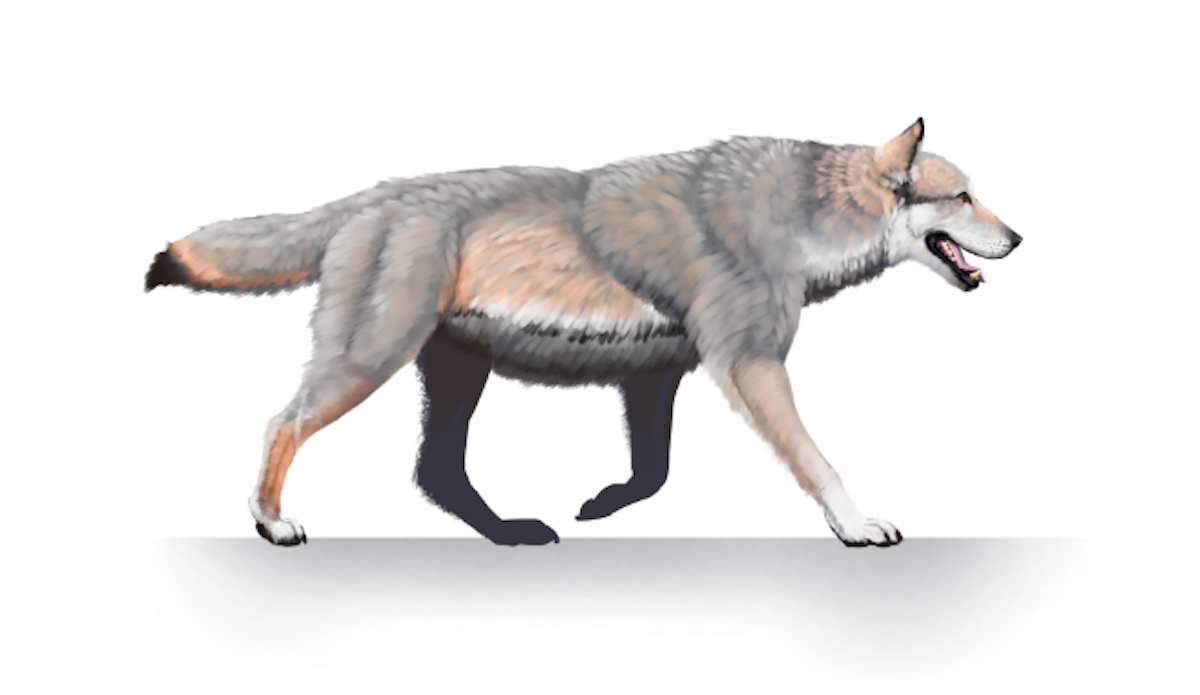 What Is a Dire Wolf? How Formerly Extinct Species Compares to Gray Wolves