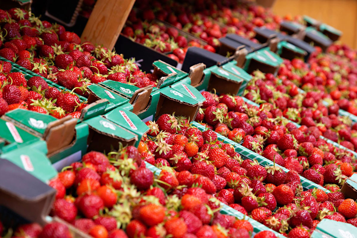 Explore pick-your-own strawberry farms in your area