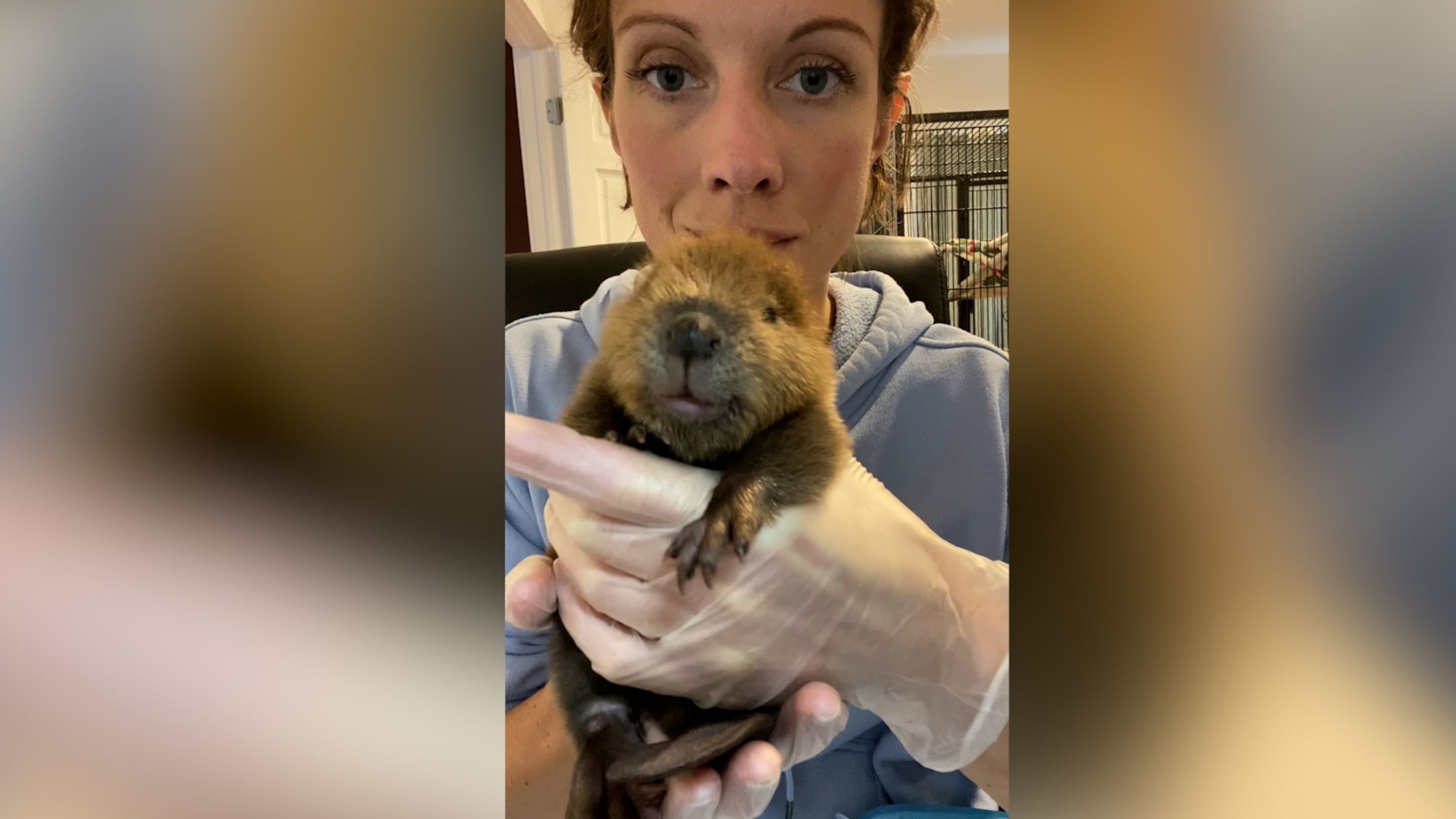 Baby beaver rescued at 1 day old becomes BFFs with woman who saved her