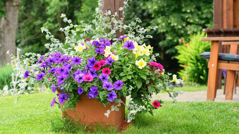 15 Flower And Plant Combinations To Create A Dynamic Container Garden