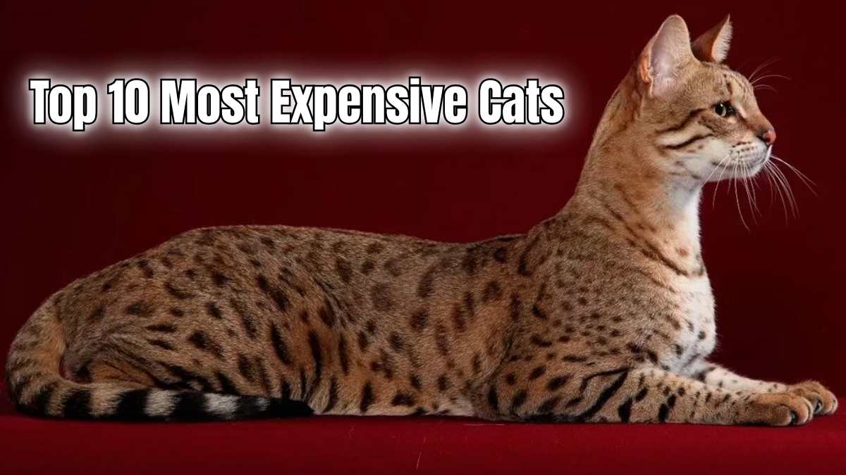 Top 10 Most Expensive Cats in the World 2025