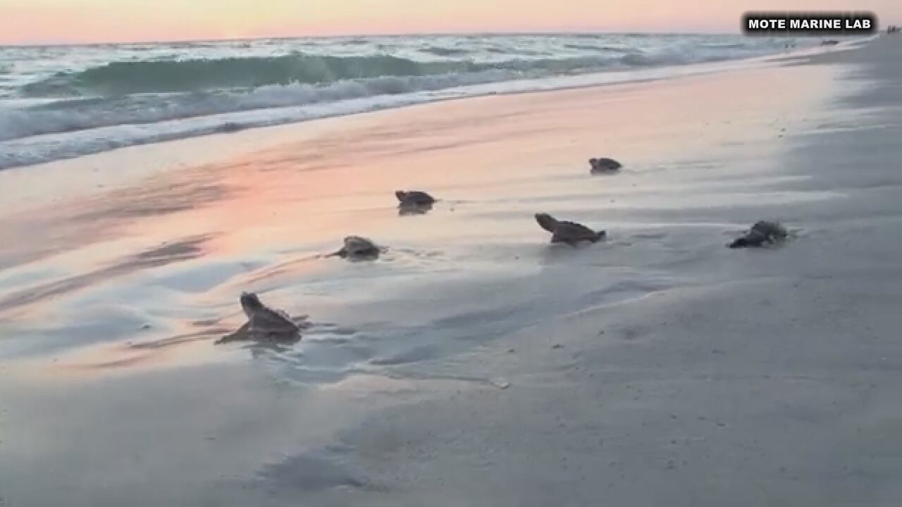 Preparations begin for turtle hatching season