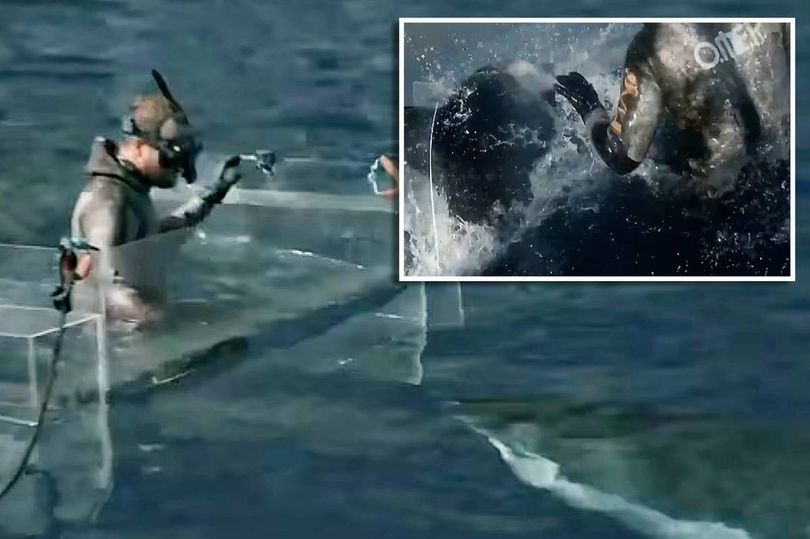 Terrifying moment great white smashes through shark cage with diver inside