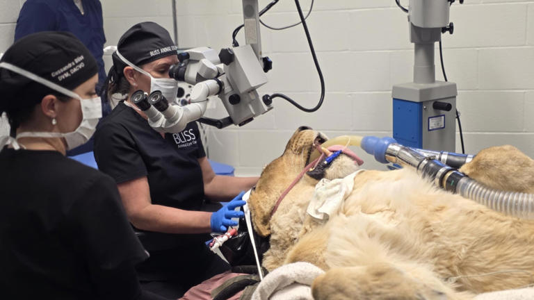 2 African lions get cataract surgery in southern Oregon