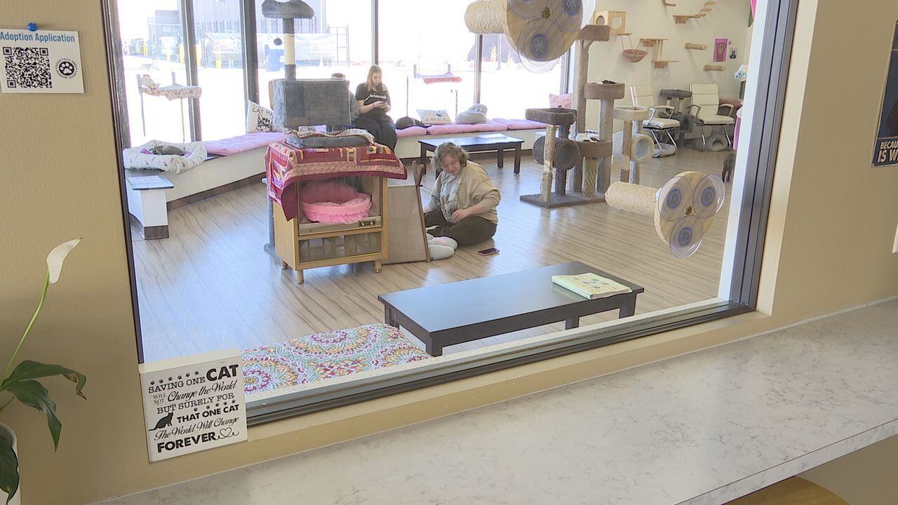 Cattitude Cafe reaches $25k goal, will remain open