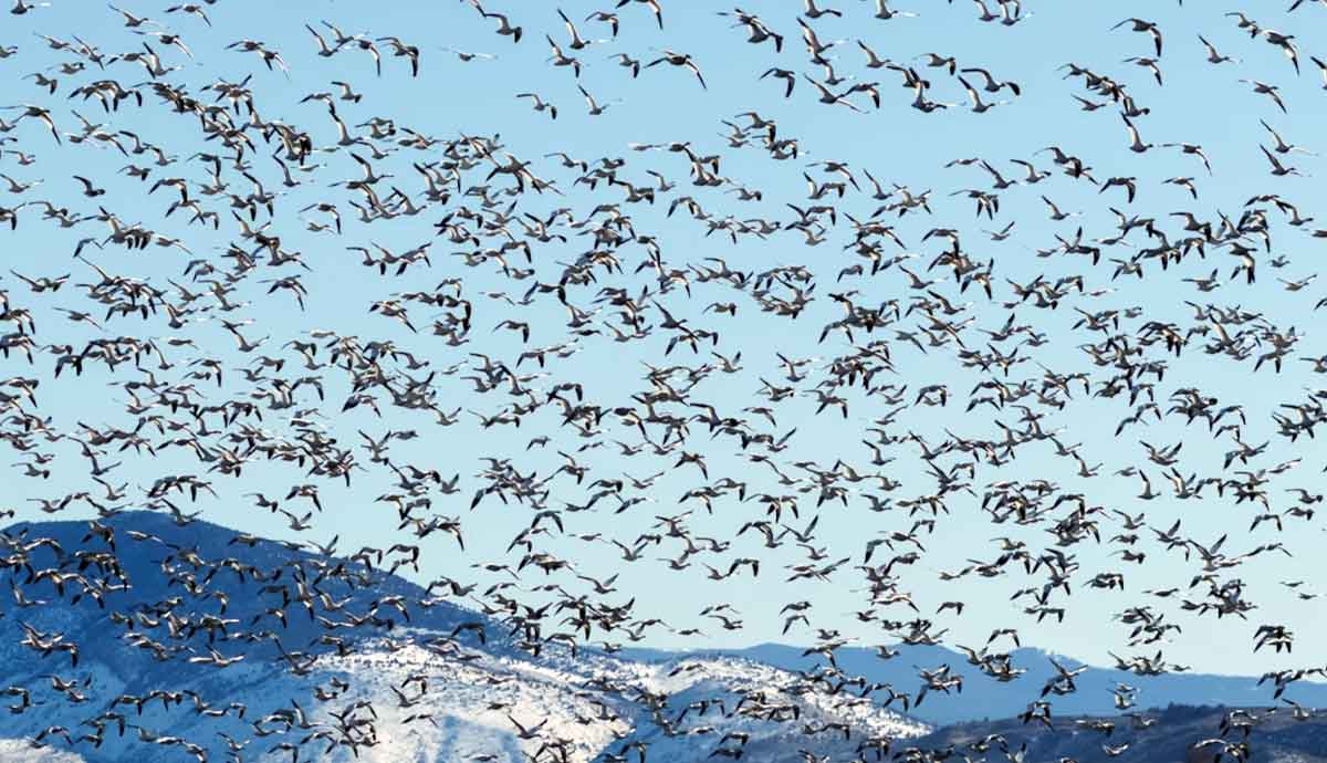 Why Birds Migrate: A Seasonal Guide