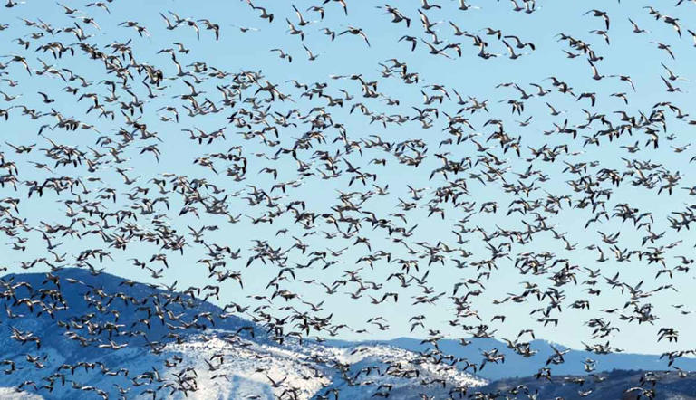 Why Birds Migrate: A Seasonal Guide