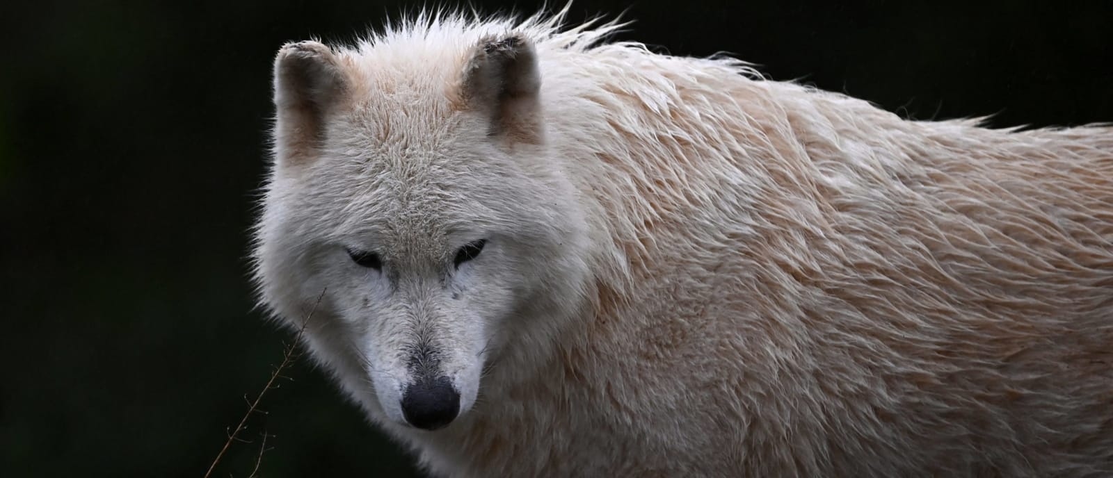 Scientists Play God Reviving Extinct Species. It’s Totally Not Going To ...