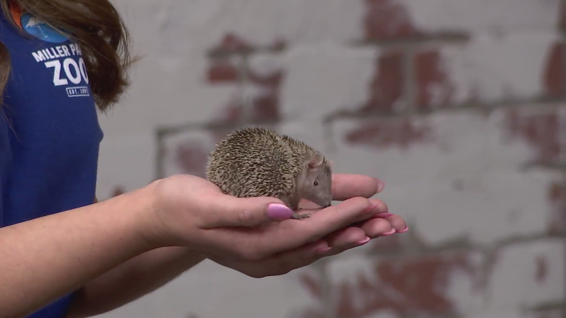 What Kind of Animal is a Tenrec?
