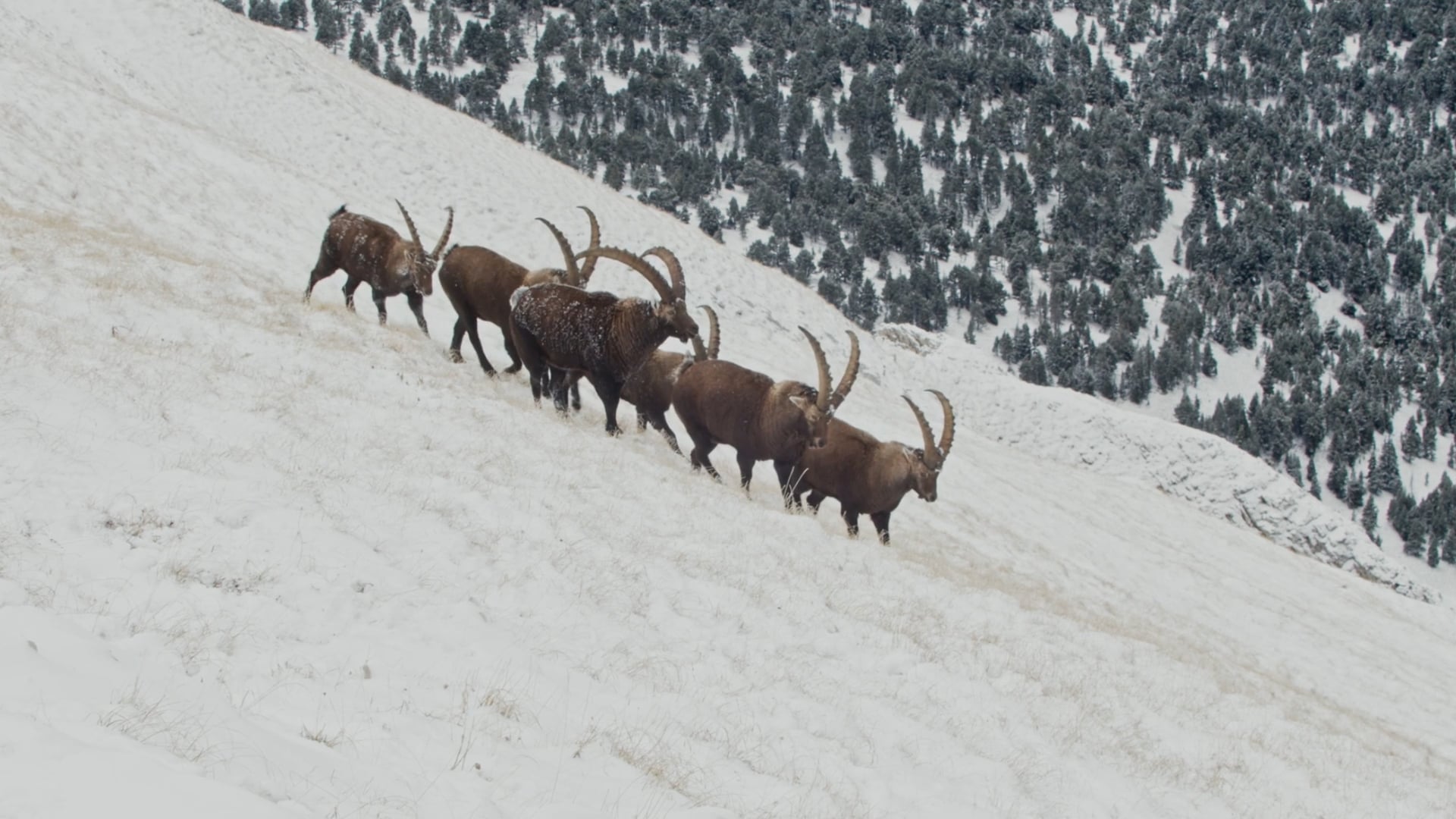 Grace on the Peaks: Ibex Alpen dari Pegunungan Alpen Prancis