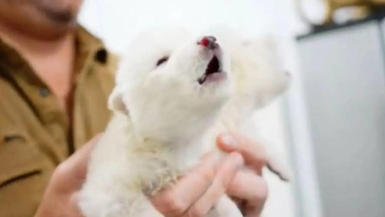 Dire wolves went extinct 12,500 years ago — now they’re are back: Here ...