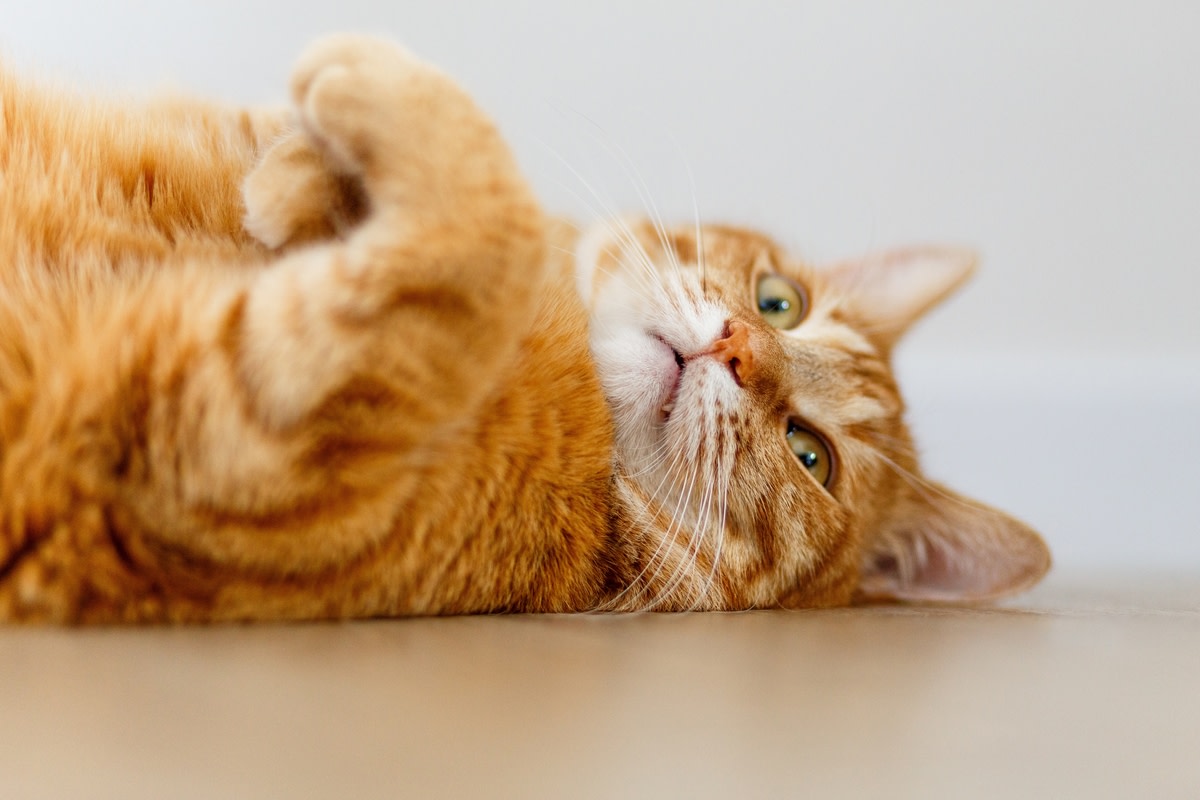 Orange Cat ‘Martin’ Wears a Pink Bonnet After an Injury and Steals ...