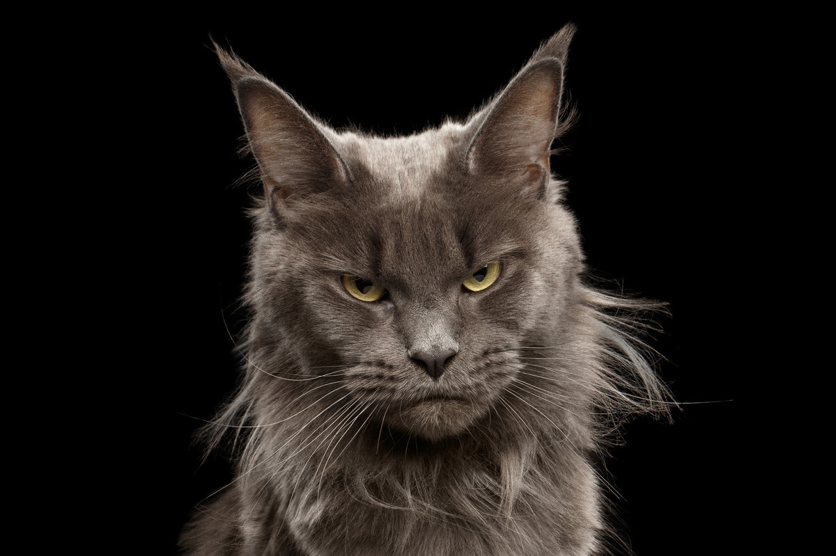 Maine Coon Cat Is Visibly Annoyed After Finding Human Toddler in ‘His Spot'