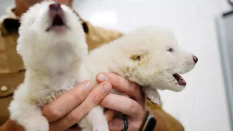 Dire wolves went extinct 12,500 years ago — now they’re are back: Here ...