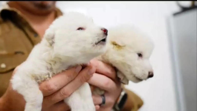 Dire wolves went extinct 12,500 years ago — now they’re are back: Here ...