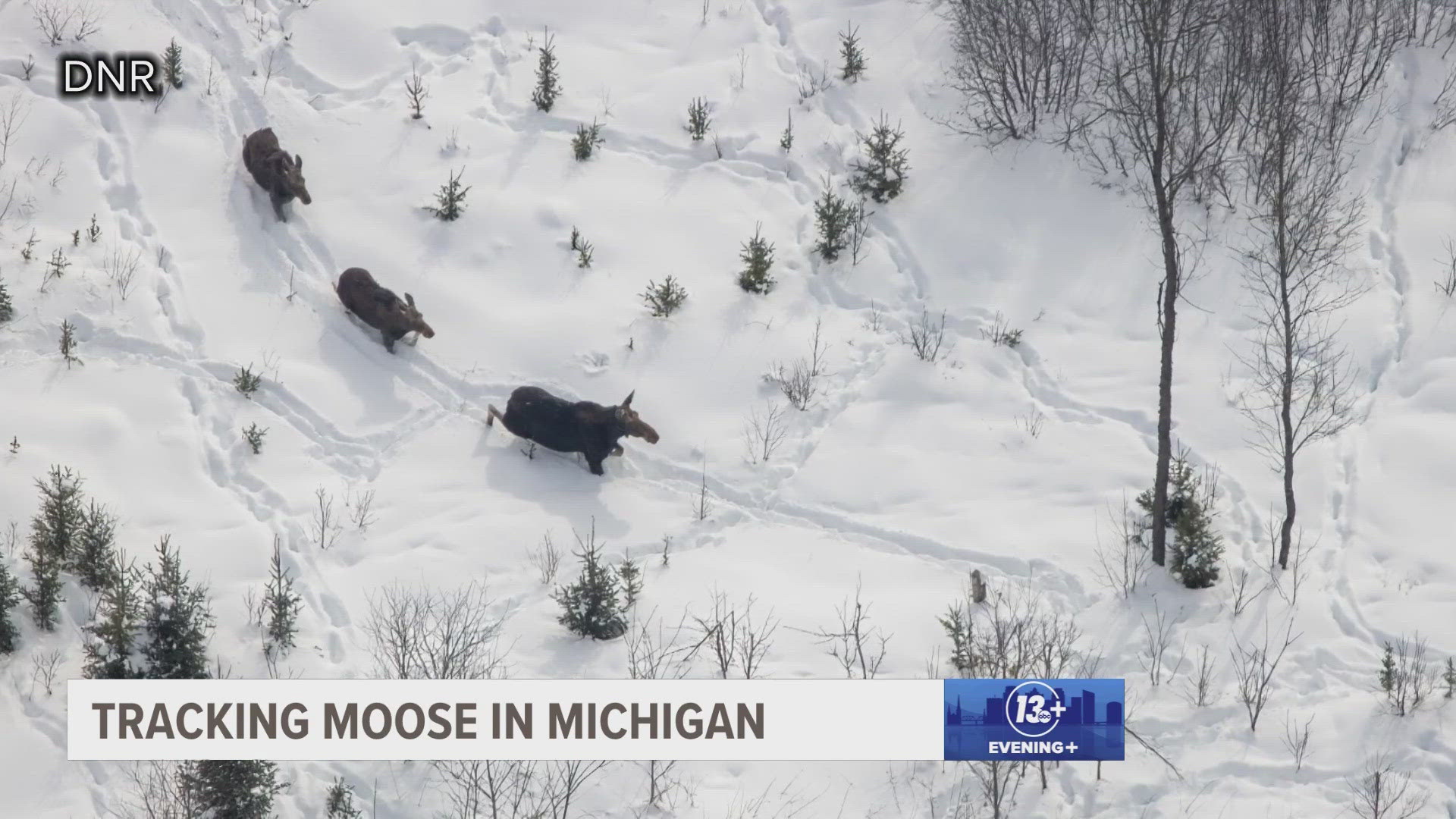 Tracking moose in Michigan with the DNR