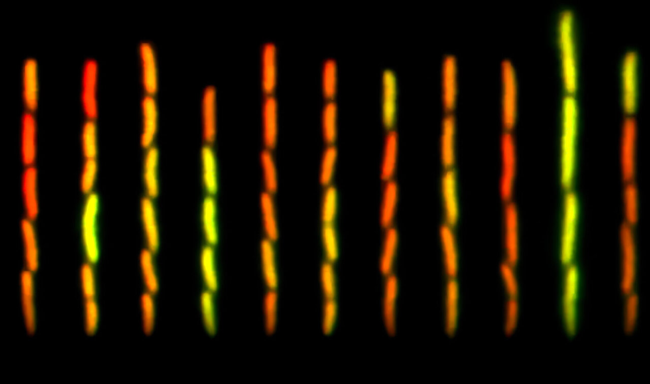 Multiple antibiotic resistance is auxiliary to bacterial fitness and ...