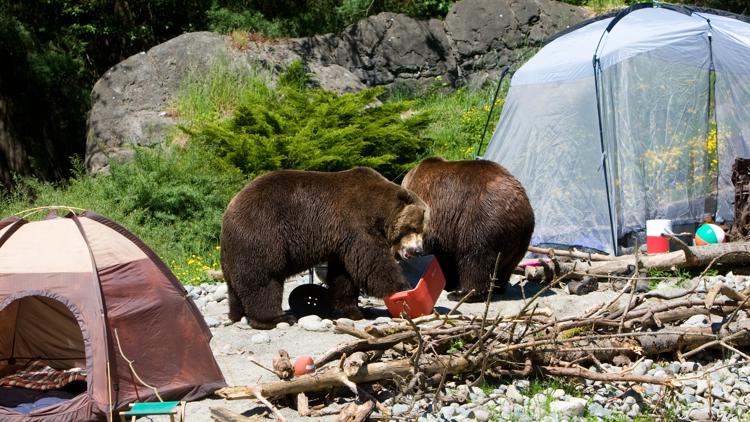 Don't be un-bear-able. Be 'Bear Aware' to avoid attracting bears coming out of hibernation