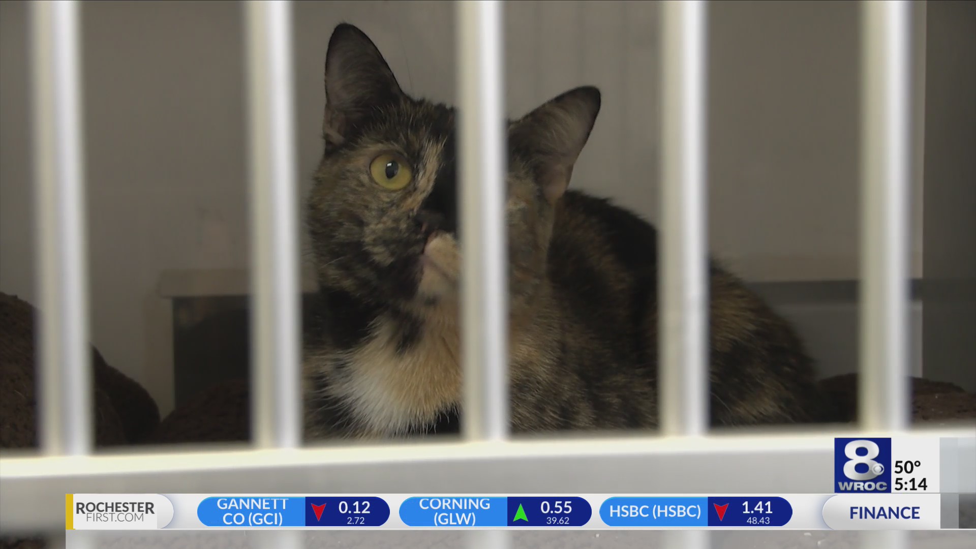 Mayor Evans announces updates for Rochester Animal Services