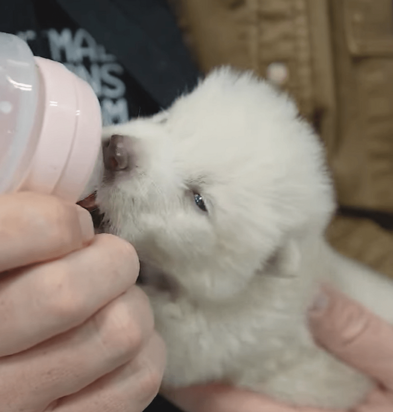 Scientists 'revive' Dire Wolf species after 10,000 years of extinction ...