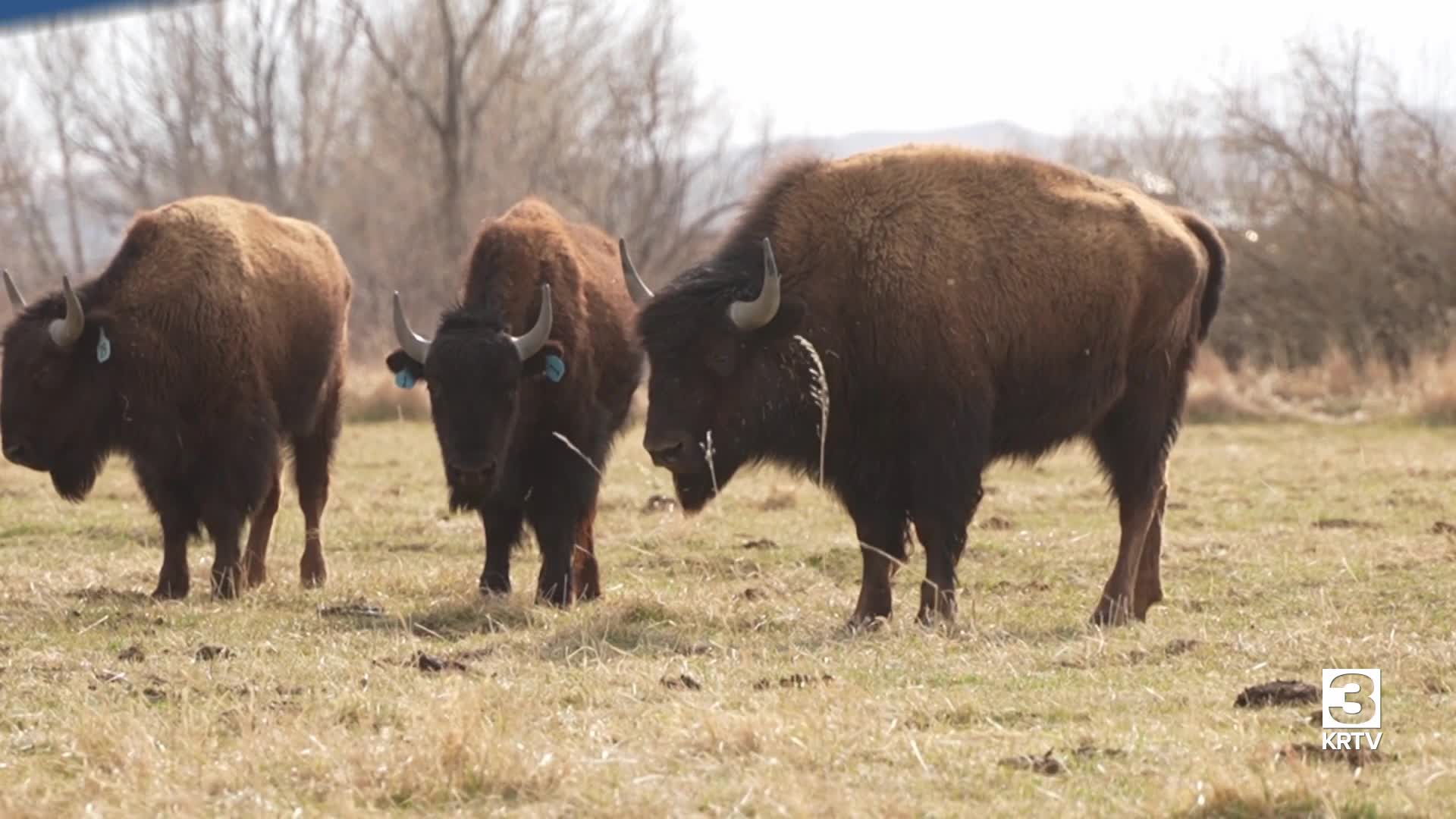 Montana Ag Network: Bright future for bison ranchers