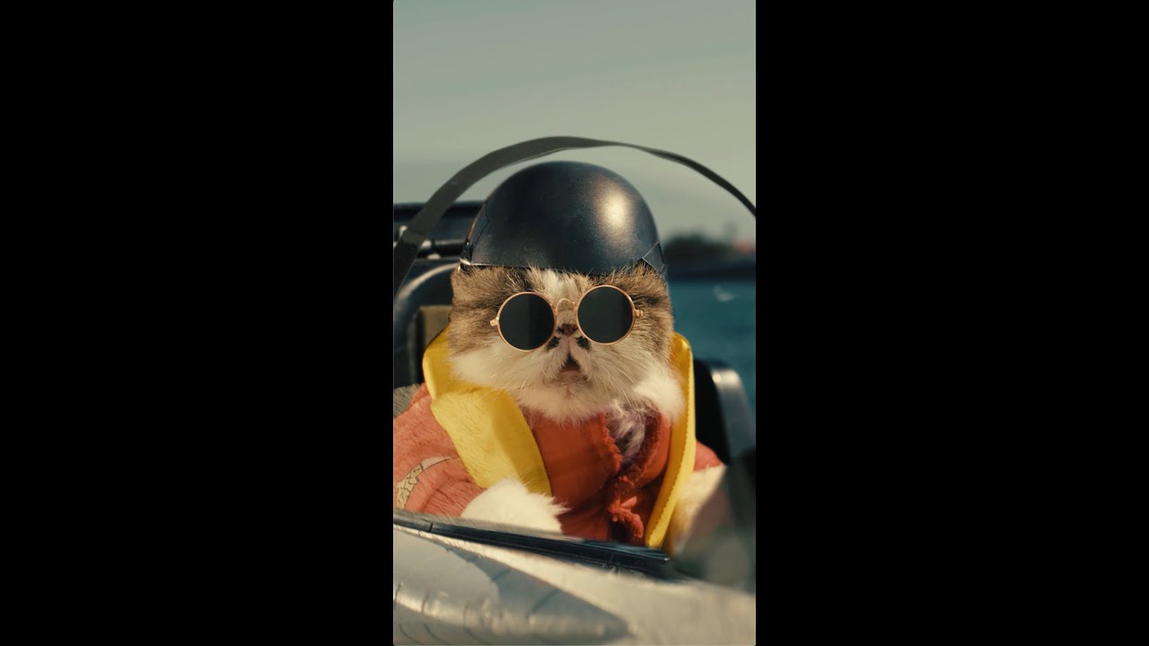 Cats Take Flight With Their Own Top Gun Adventure