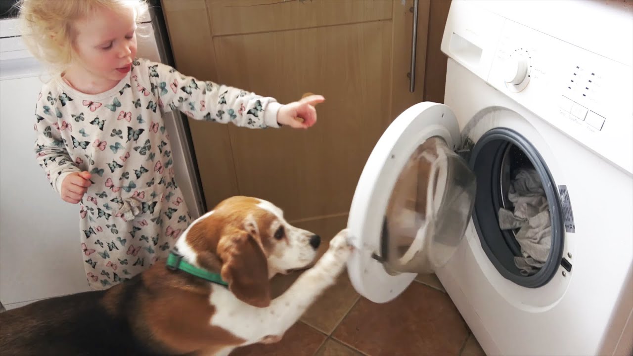 Funny beagle and baby do laundry together hilariously