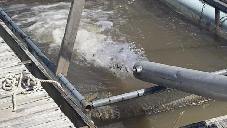 Sport fish stocking boosts conservation efforts and local economy