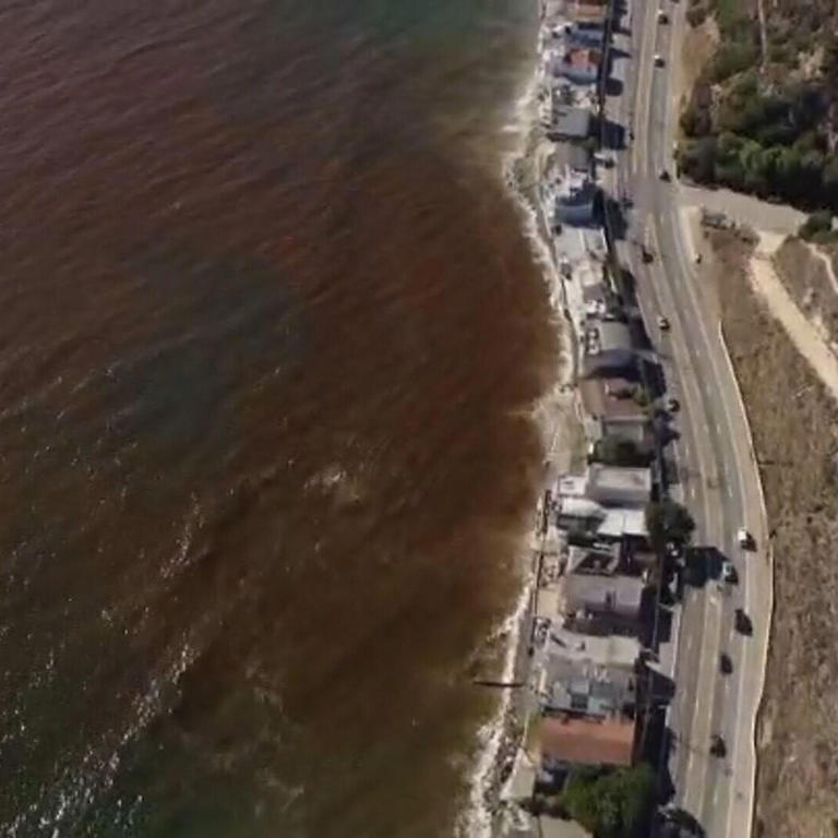 Runoff from the California wildfires may be feeding toxic algae blooms