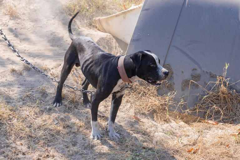 SLED: Agents rescue 160 dogs, seize drugs & guns in SC dogfighting ...
