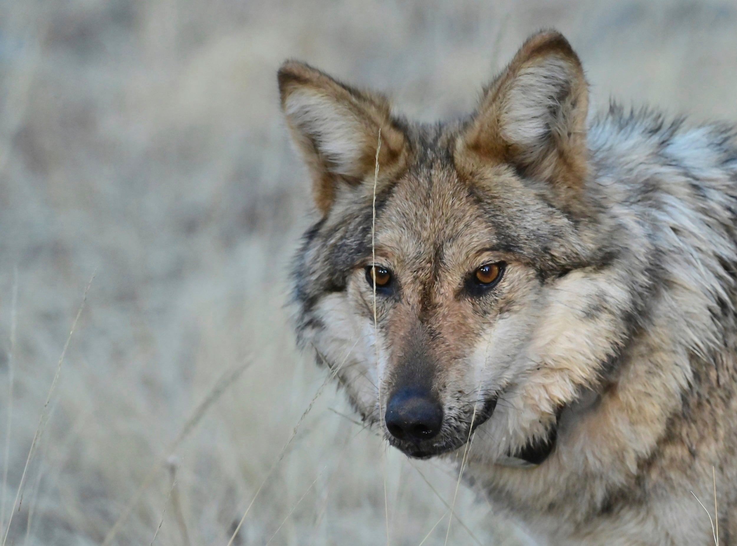 WA wolf population declines for first time in 16 years