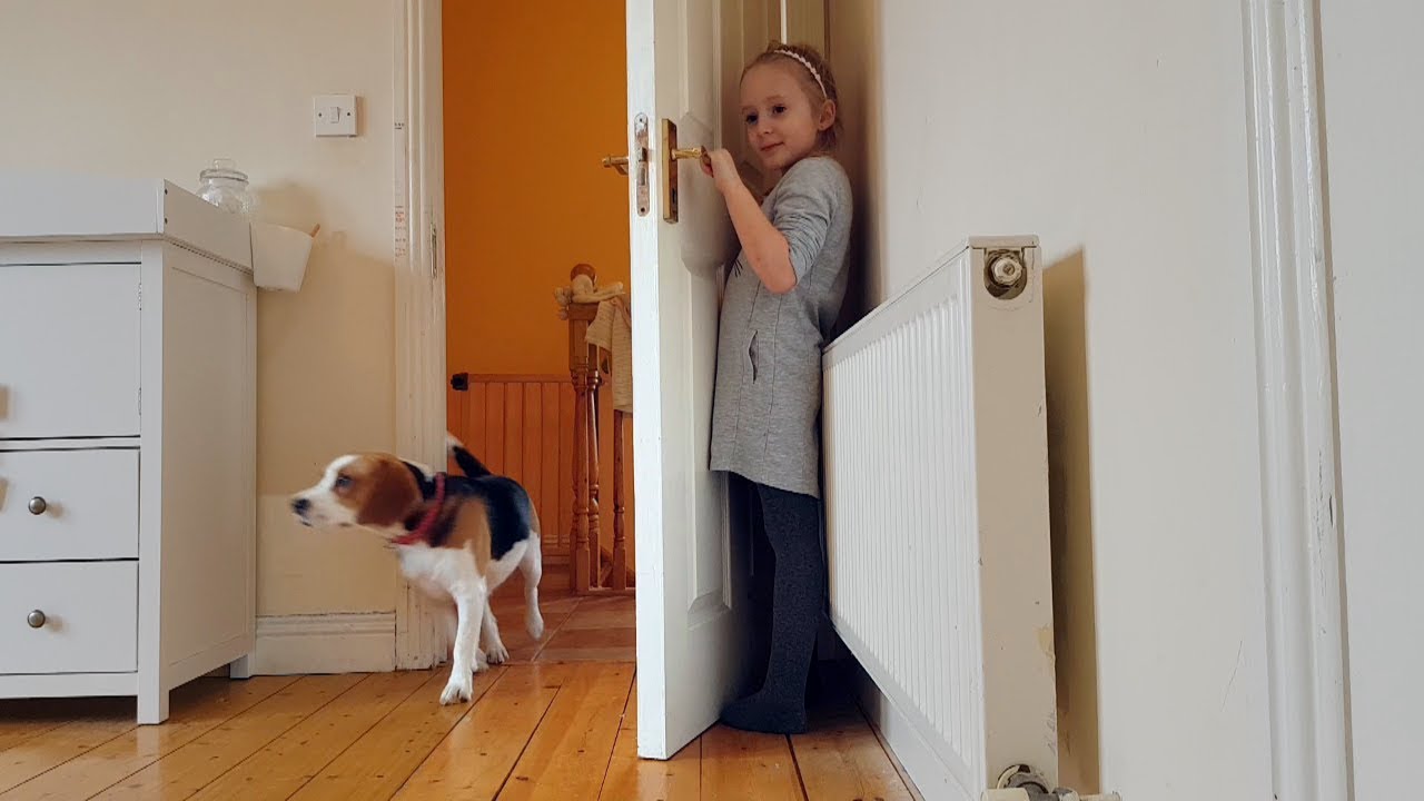 Dogs play hide and seek and cheat spectacularly