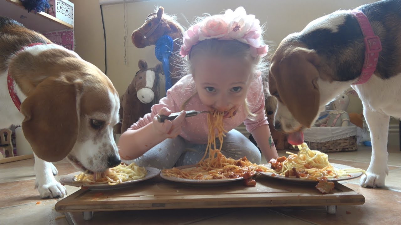 Spaghetti eating contest with our cute beagle dogs